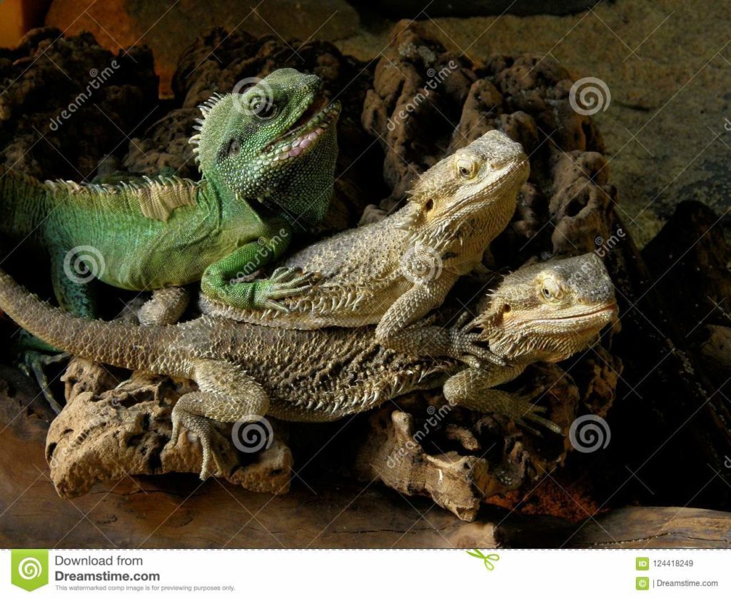 three-lizards-three-beautiful-lizards-pogona-vitticeps-burning-under ...